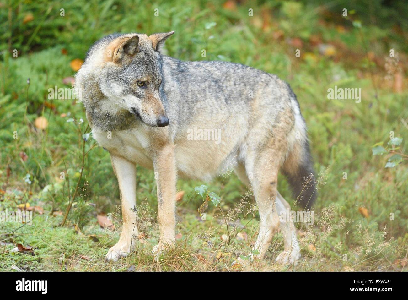 Bavaria forest national park hi-res stock photography and images - Alamy