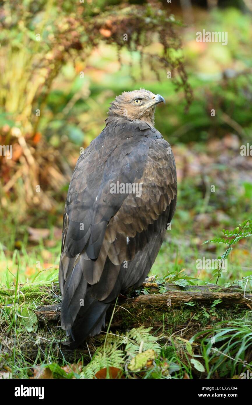 Lesser spotted eagle, Aquila pomarina, Bavarian Forest, Bavaria ...