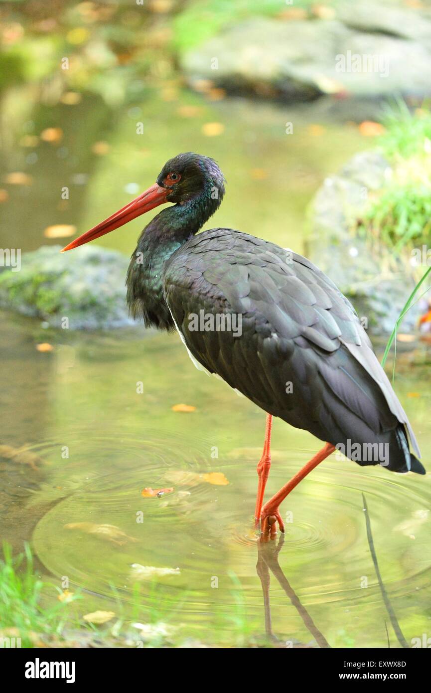 Black storck, Ciconia nigra, Bavarian Forest, Bavaria, Germany, Europe ...