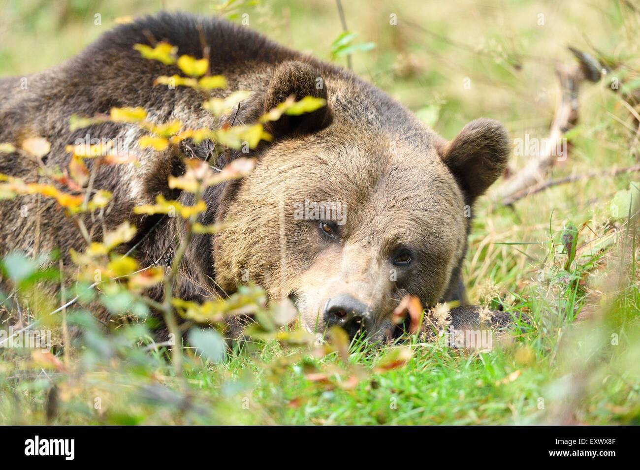 Brown bear, Ursus arctos, National Park Bavarian Forest, Bavaria ...