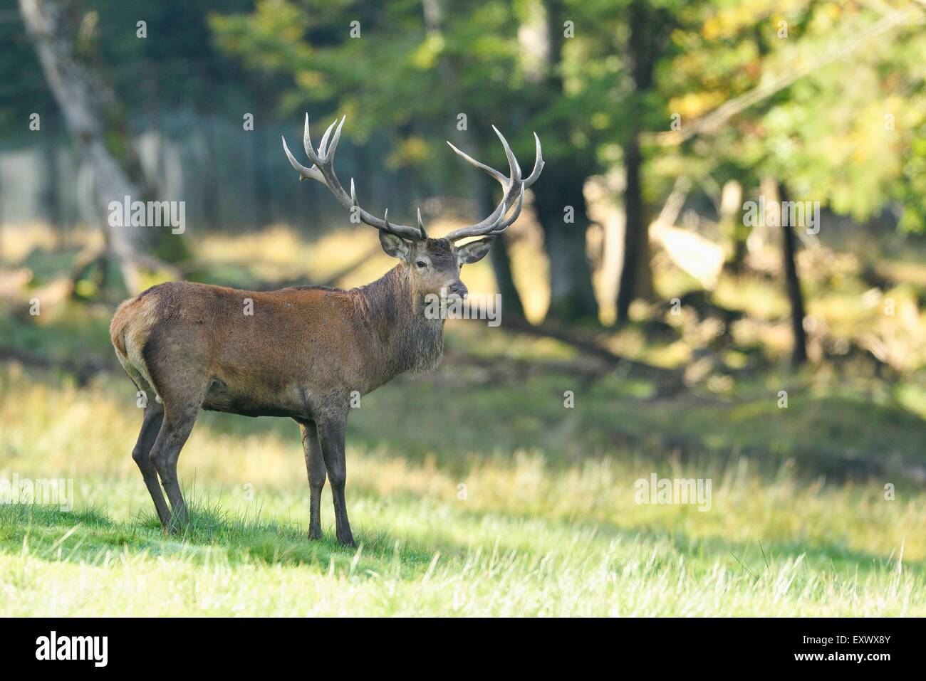 National parks meadow hi-res stock photography and images - Alamy