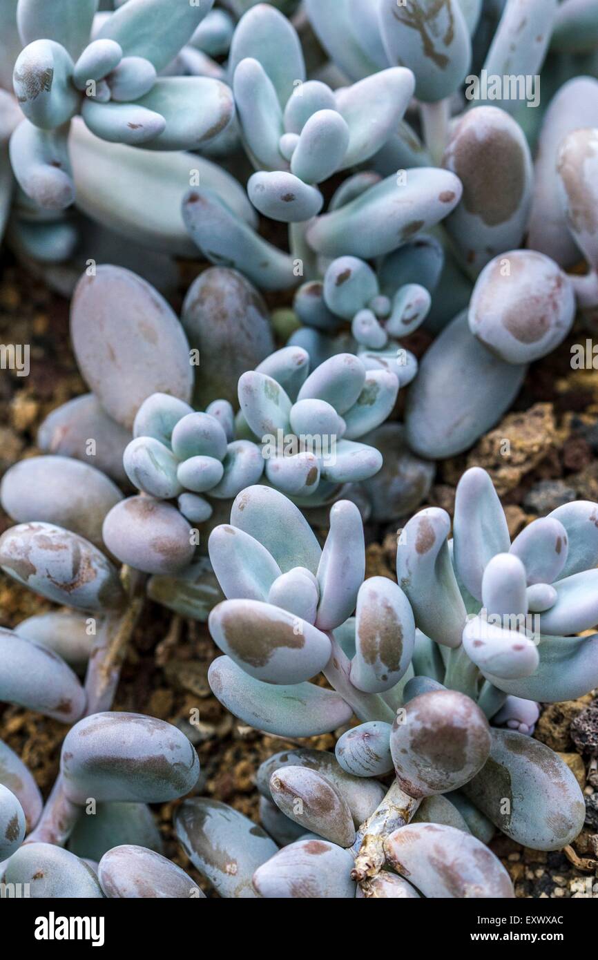 Sedum craigii hi-res stock photography and images - Alamy