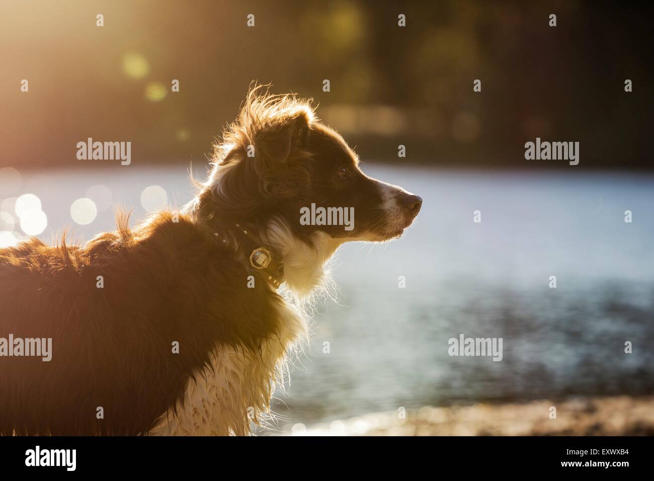 Border collie back hi-res stock photography and images - Alamy