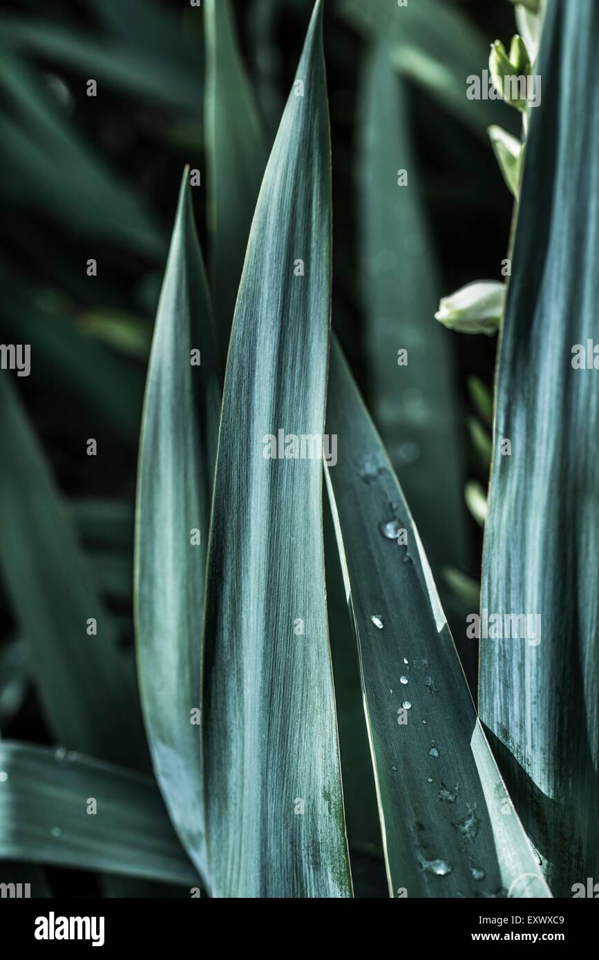 Leaves of a Yucca Stock Photo - Alamy