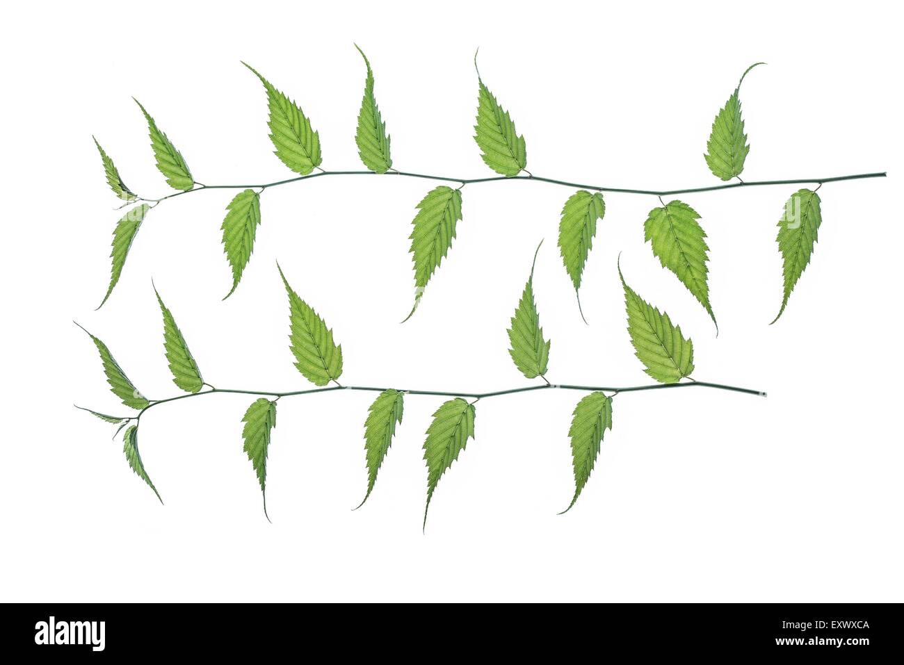 Two twigs of a ranunculus Stock Photo - Alamy