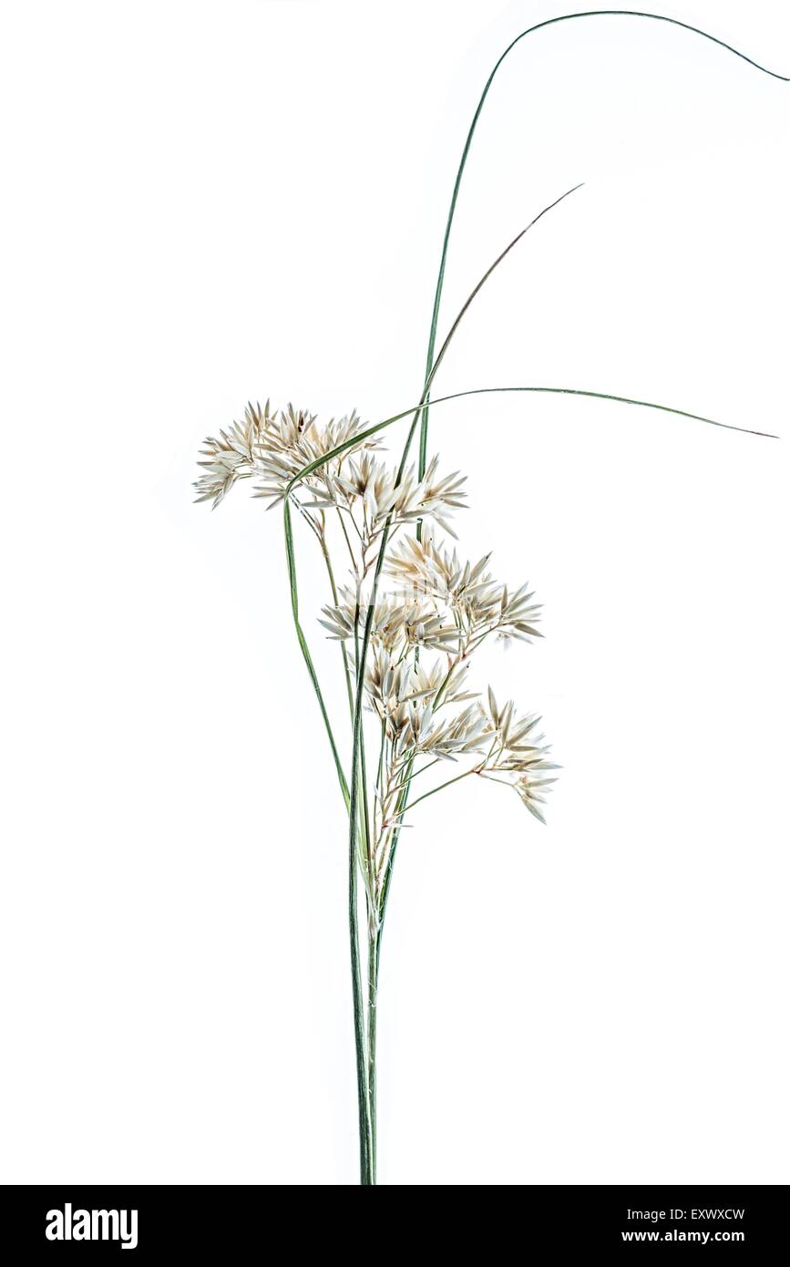 Nature rush Cut Out Stock Images & Pictures - Alamy