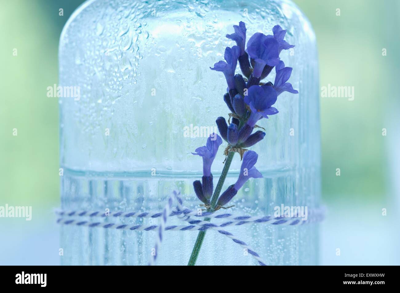 Lavender blossom and lavender water in glass bottle Stock Photo - Alamy