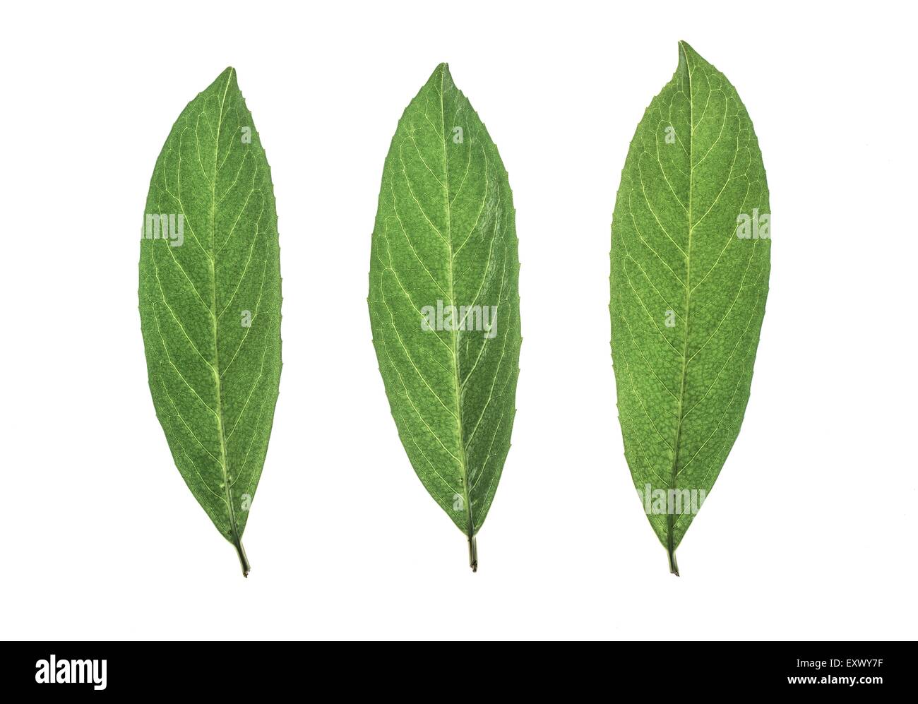 Three leaves of cherry laurel Stock Photo - Alamy