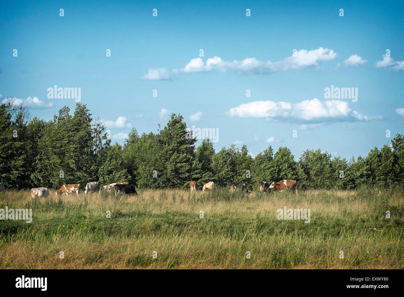 Cows pasturing on meadow Stock Photo - Alamy