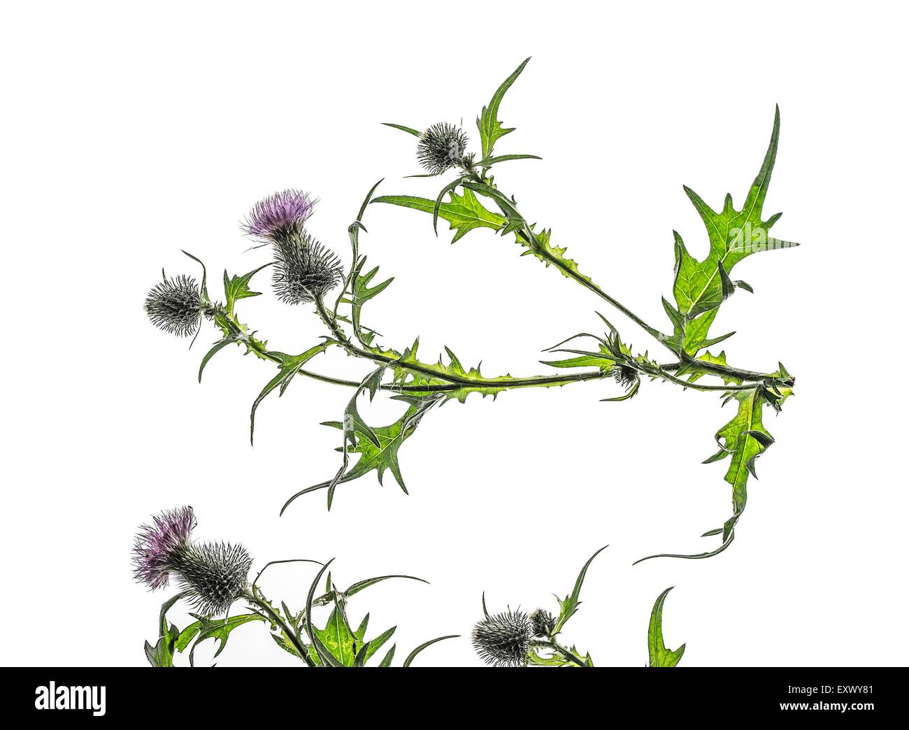 Western thistle Cut Out Stock Images & Pictures - Alamy