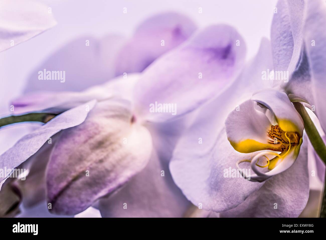 Orchid colors hi-res stock photography and images - Alamy