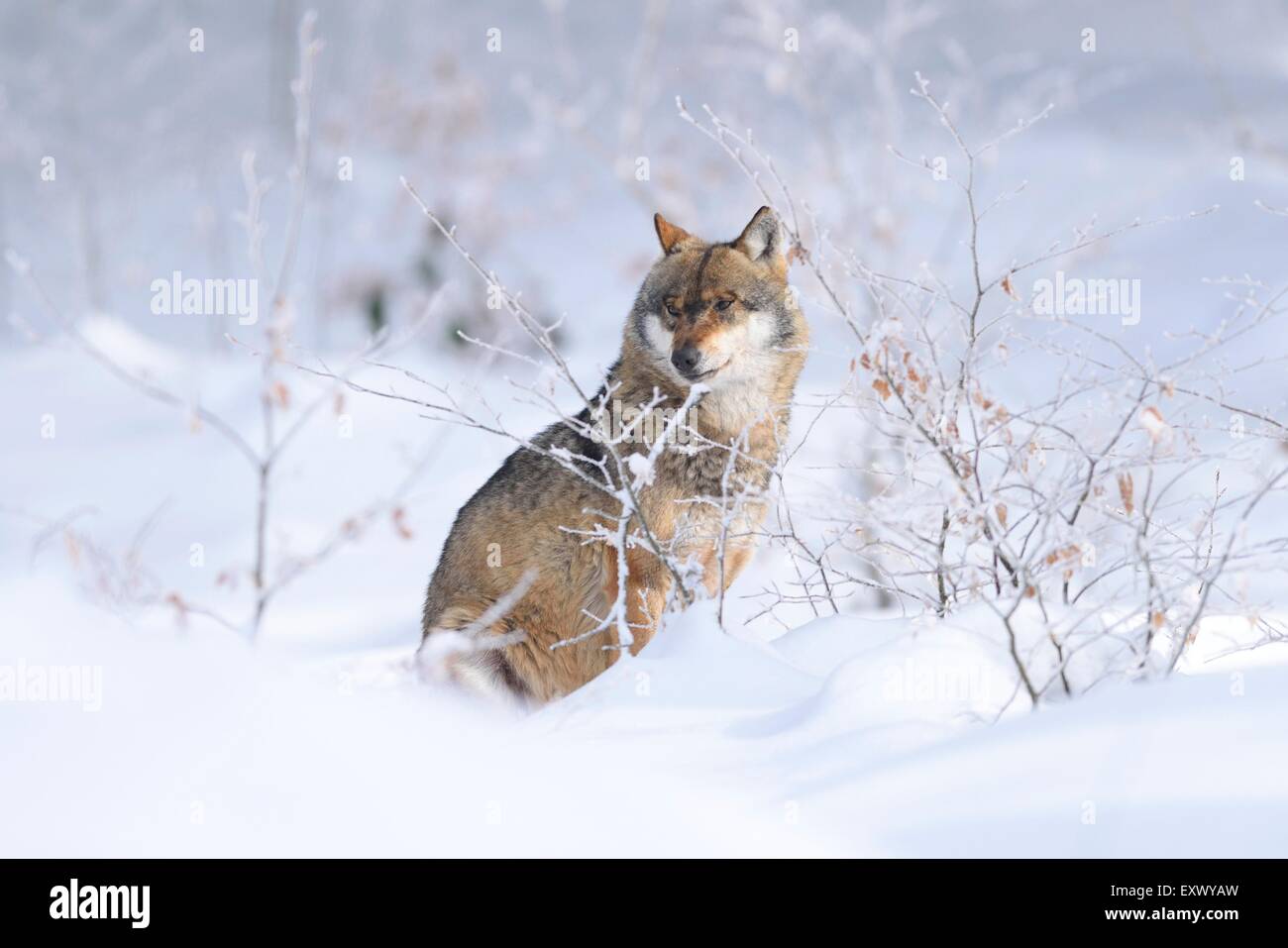 European Wolf, Bavarian forest, Bavaria, Germany, Europe Stock Photo ...