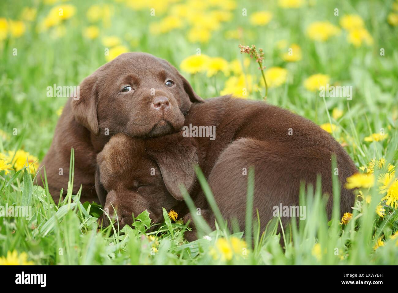 Labrador puppies hi-res stock photography and images - Alamy