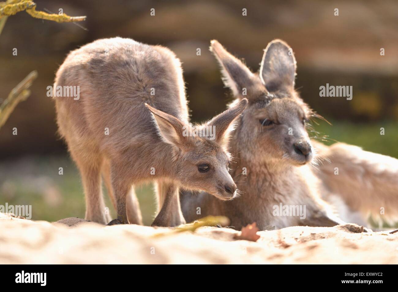 Eastern Grey Kangaroo, Macropus giantess, Bavaria, Germany, Europe ...