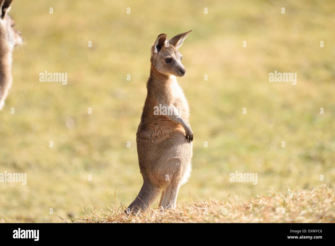 Western and eastern grey kangaroo hi-res stock photography and images ...