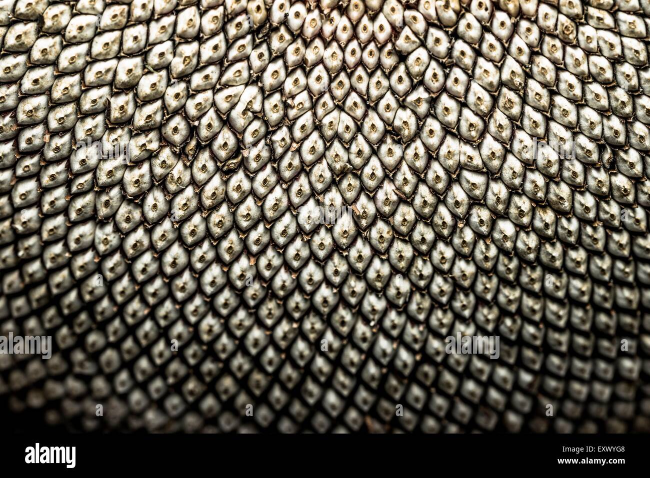 Detail of a sunflower Stock Photo - Alamy