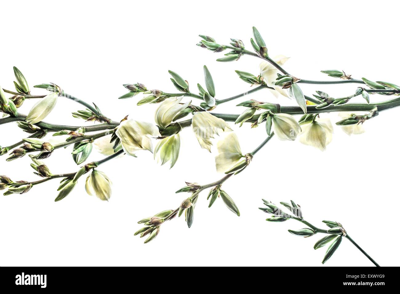 Yucca plants Cut Out Stock Images & Pictures - Alamy