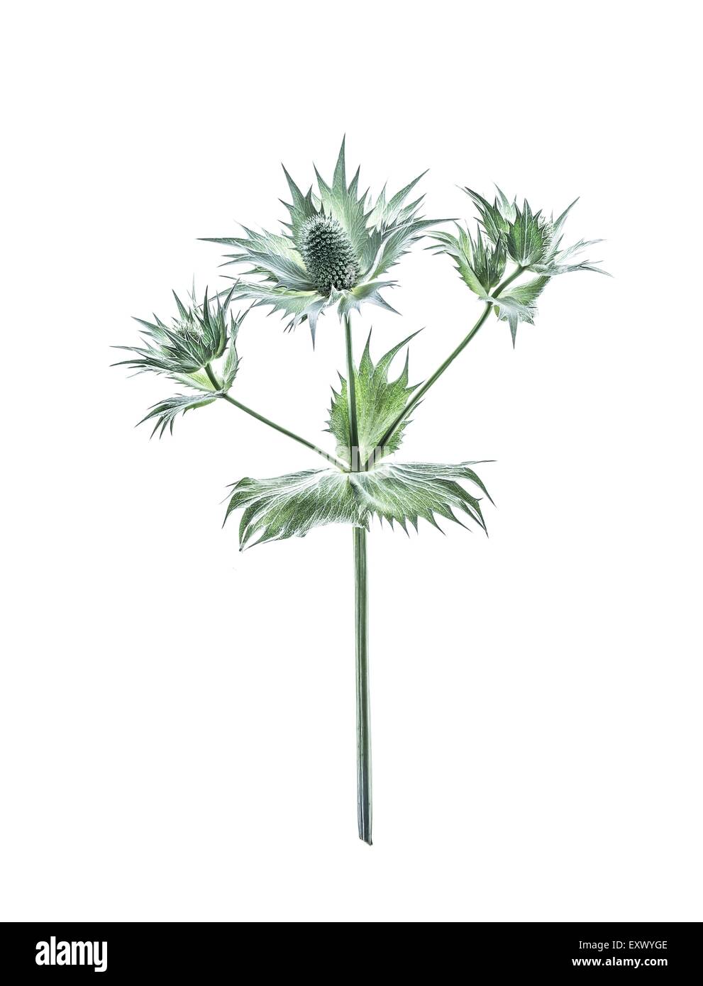 Greek thistle Cut Out Stock Images & Pictures - Alamy