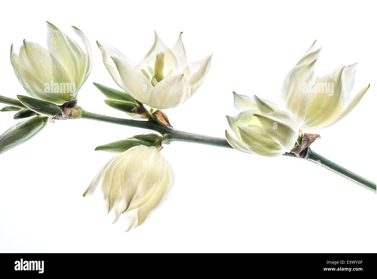 Close up yucca plant Cut Out Stock Images & Pictures - Alamy