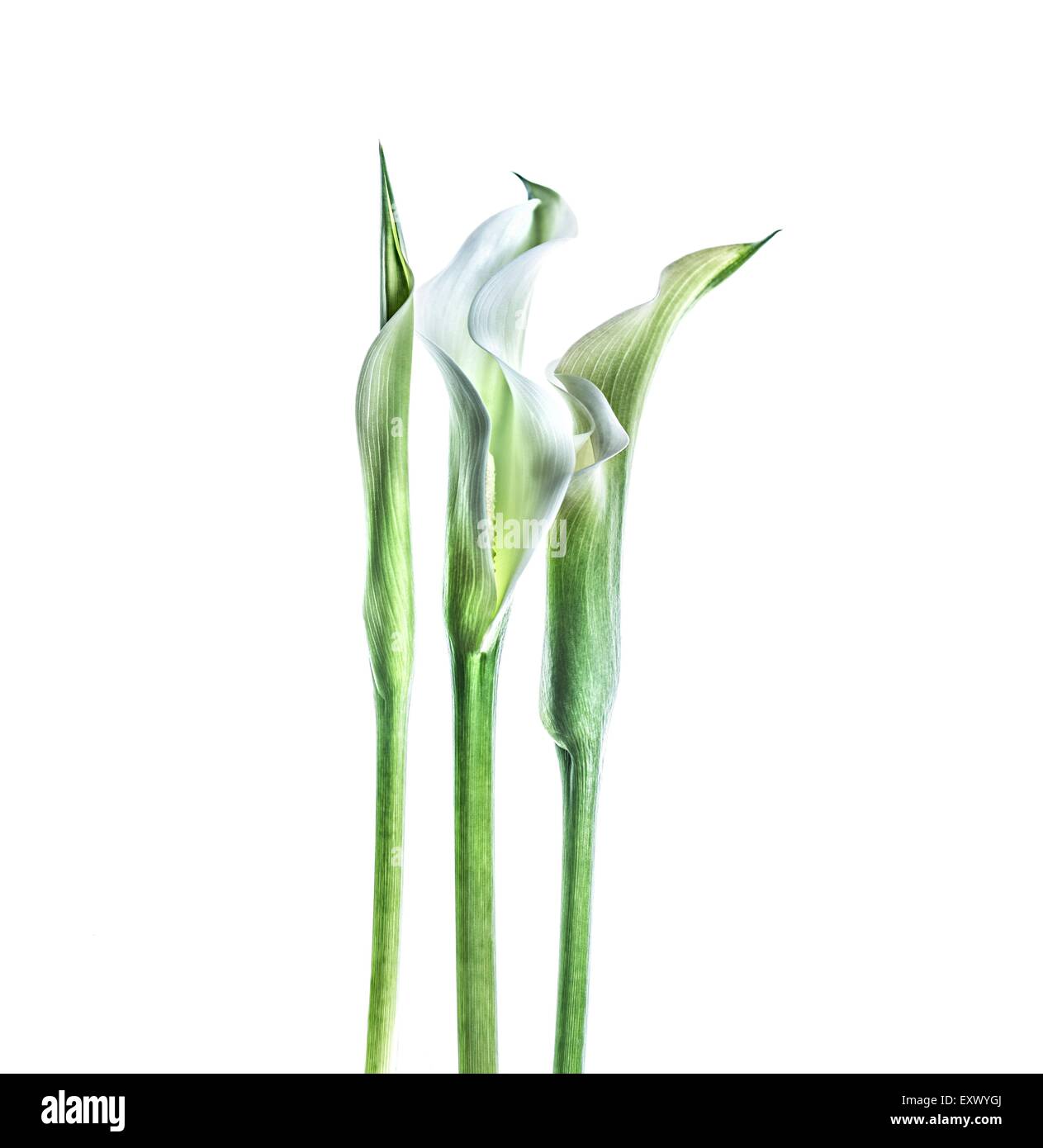 Three calla lilies with leaves Stock Photo - Alamy