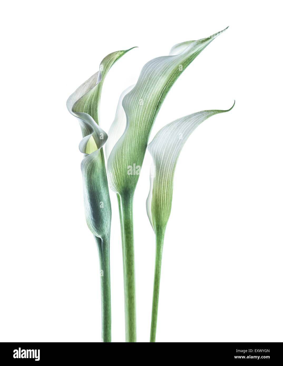 Three plant growth hi-res stock photography and images - Alamy