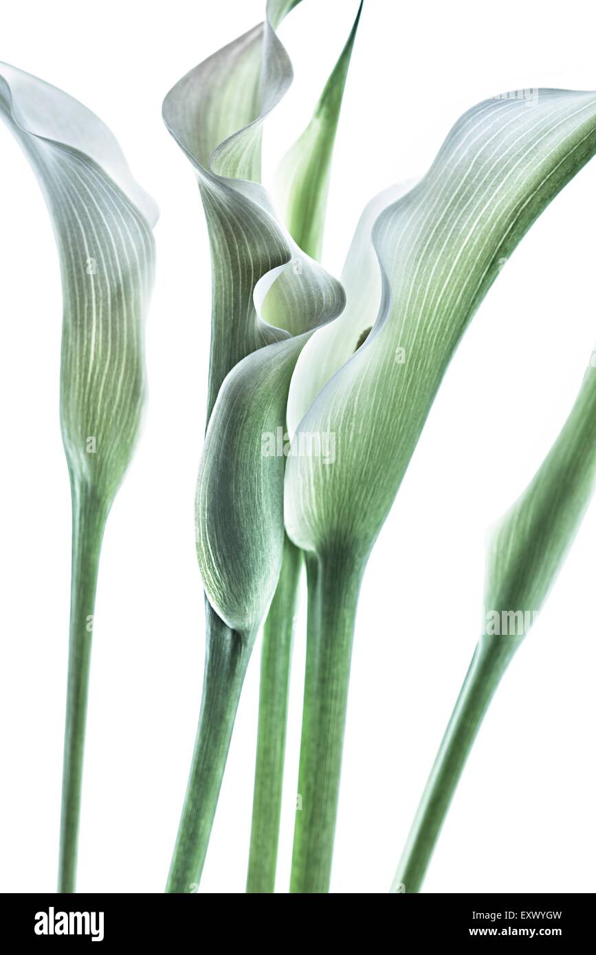 Lilies cut out hi-res stock photography and images - Alamy