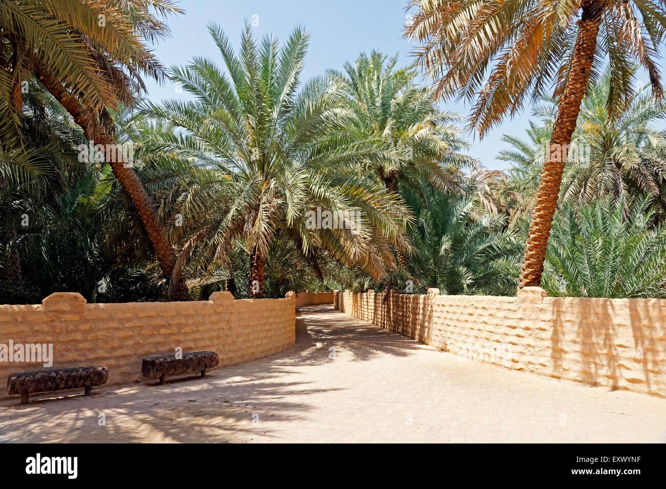 Al Ain Oasis, Al Ain, Abu Dhabi, United Arab Emirates Stock Photo - Alamy