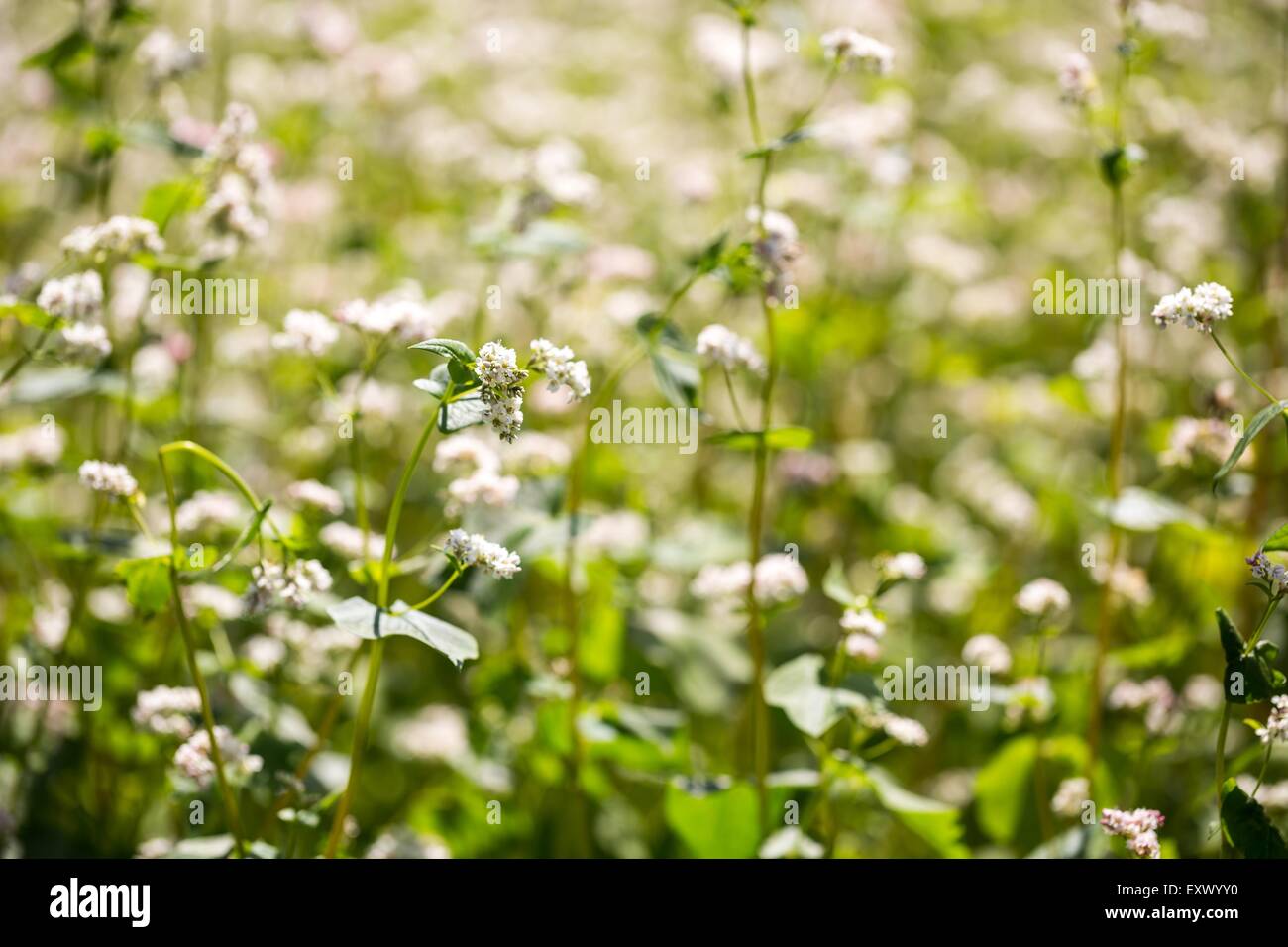 Buckwheat flowers hi-res stock photography and images - Alamy