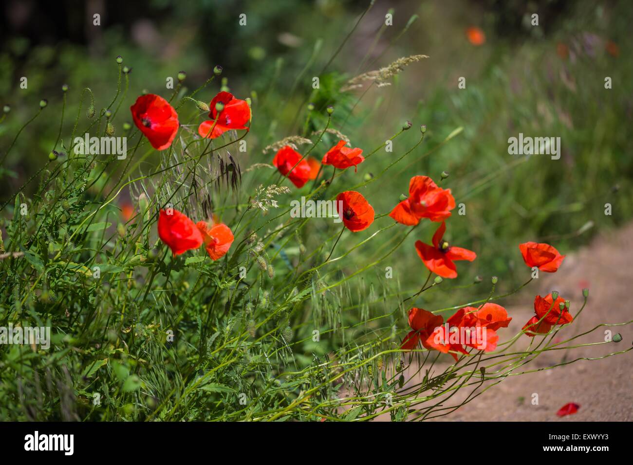 Poppy red close up hi-res stock photography and images - Alamy
