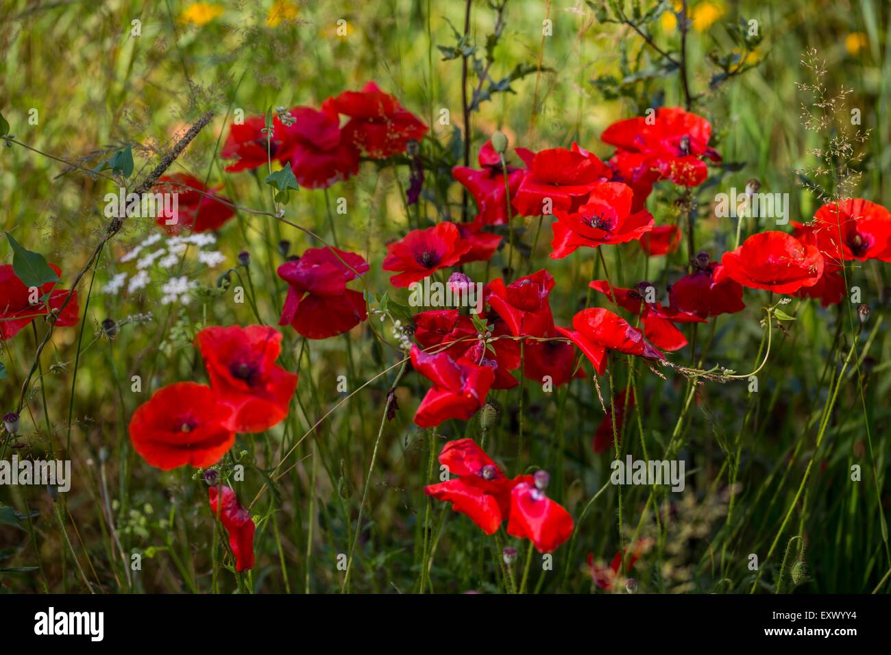 Red poppy flowers close hi-res stock photography and images - Alamy