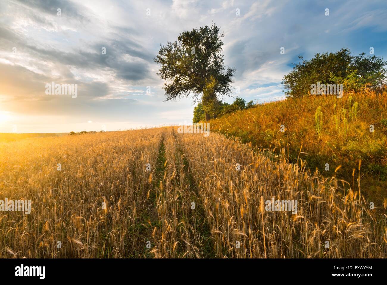 beautiful landscape of sunset over field Stock Photo - Alamy