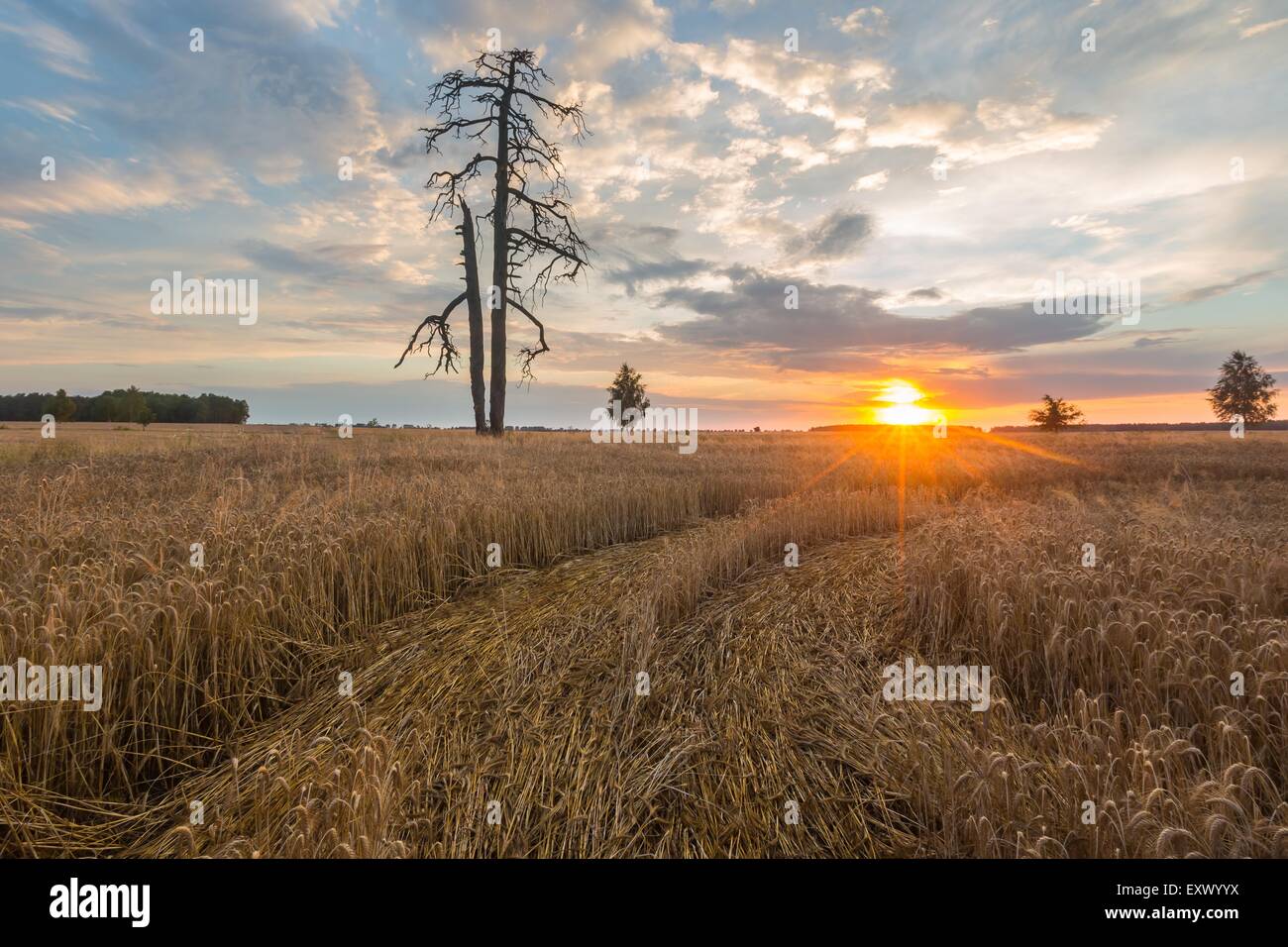 beautiful landscape of sunset over field Stock Photo - Alamy