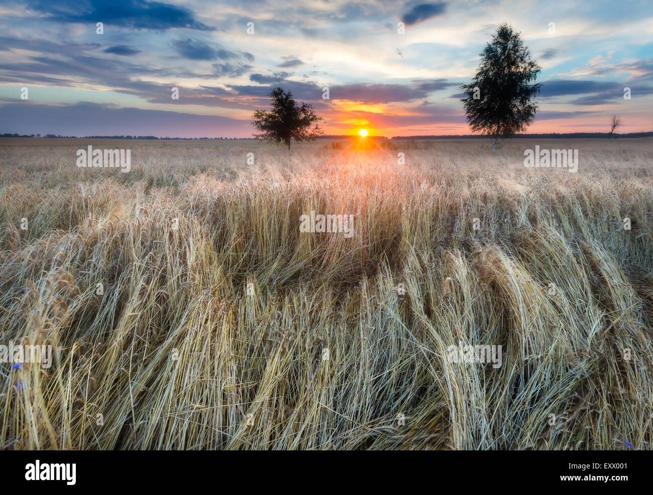 beautiful landscape of sunset over field Stock Photo - Alamy