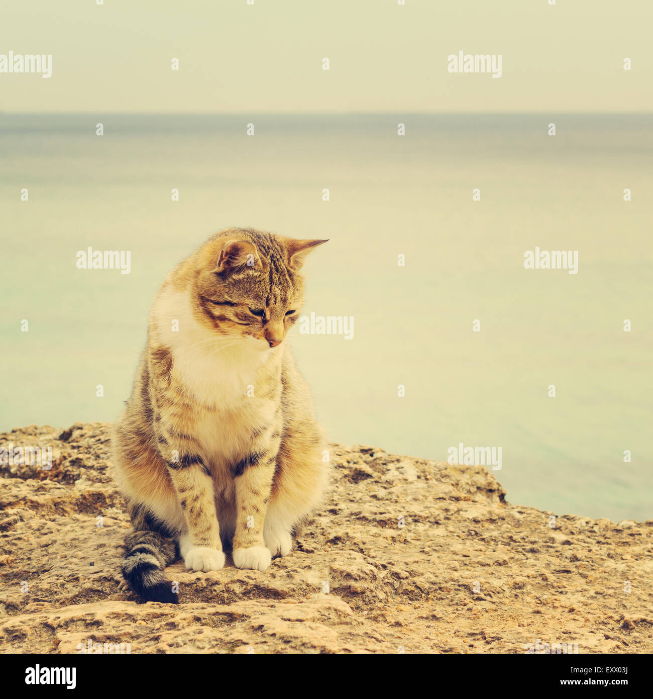 Sad homeless cat sitting on the beach. The image is tinted and ...