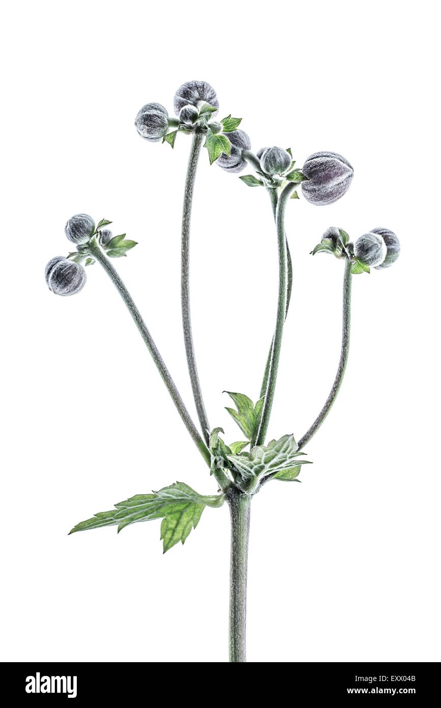 Chinese growth Cut Out Stock Images & Pictures - Alamy