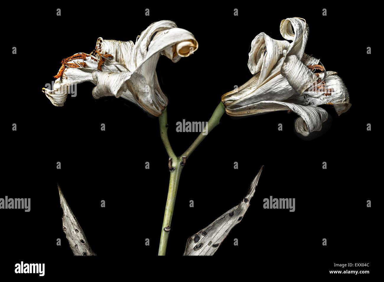 Withered Casablanca lily Stock Photo - Alamy