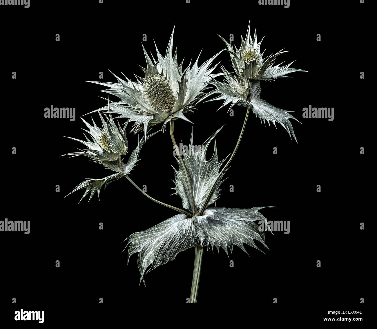 Greek thistle hi-res stock photography and images - Alamy