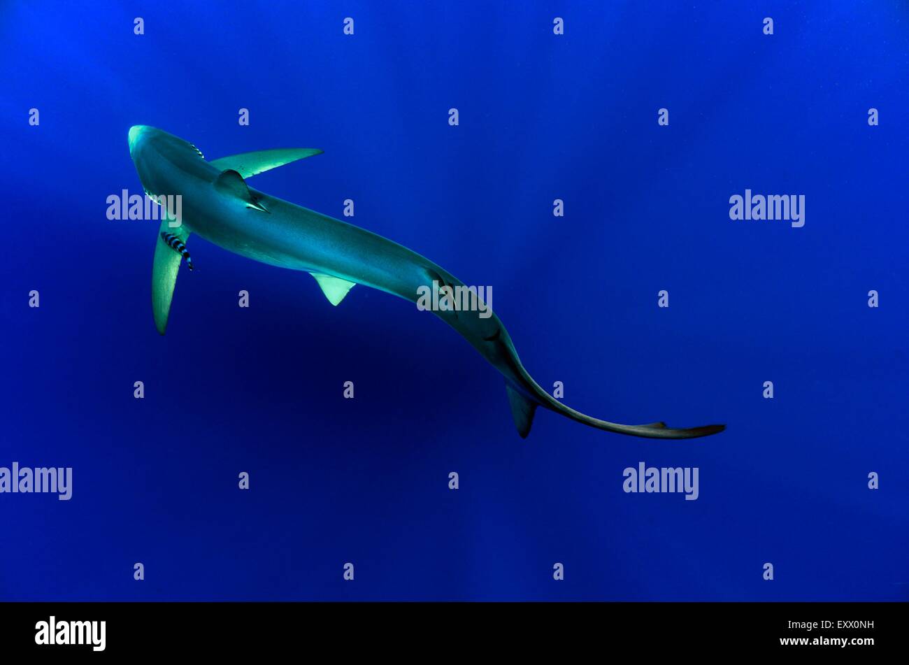 Shark top view hi-res stock photography and images - Alamy