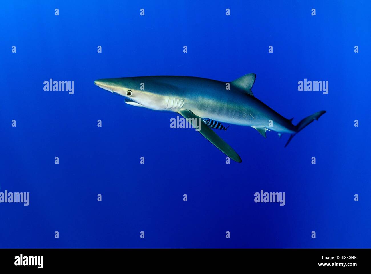 Blue shark azores hi-res stock photography and images - Alamy