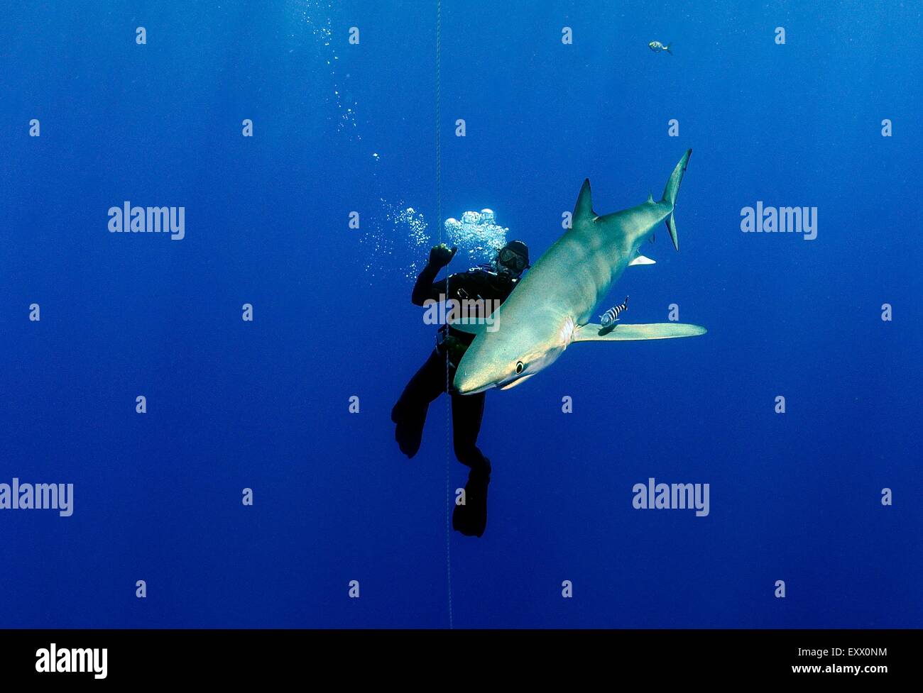 Female diver shark hi-res stock photography and images - Alamy