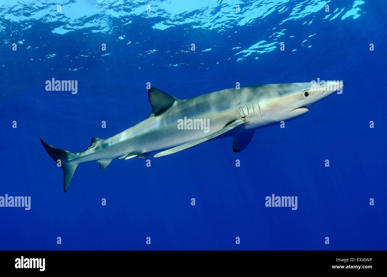 Blue shark, Prionace glauca, Azores, Portugal, Europe Stock Photo - Alamy