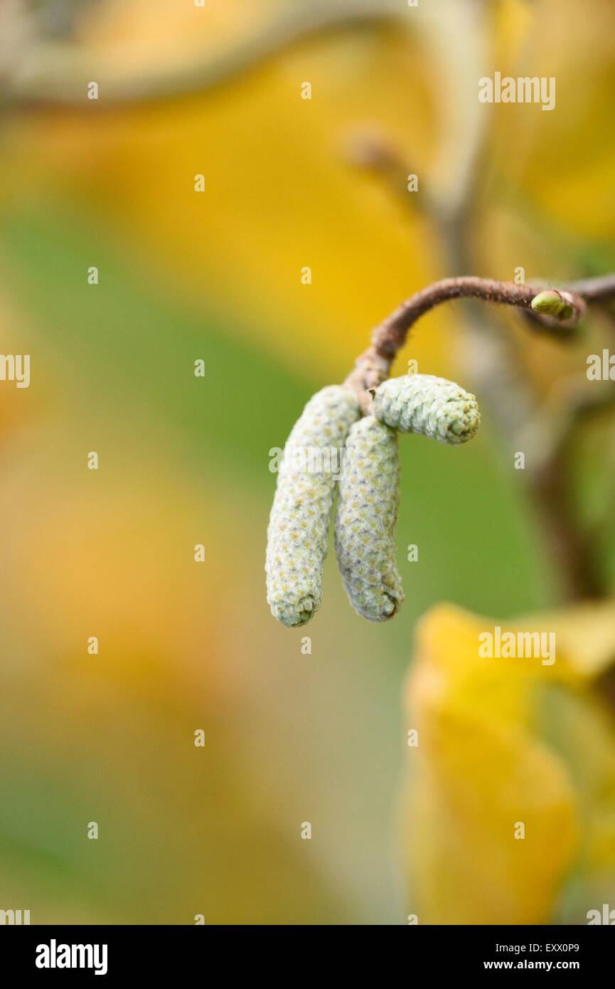 Common hazel twig hi-res stock photography and images - Alamy
