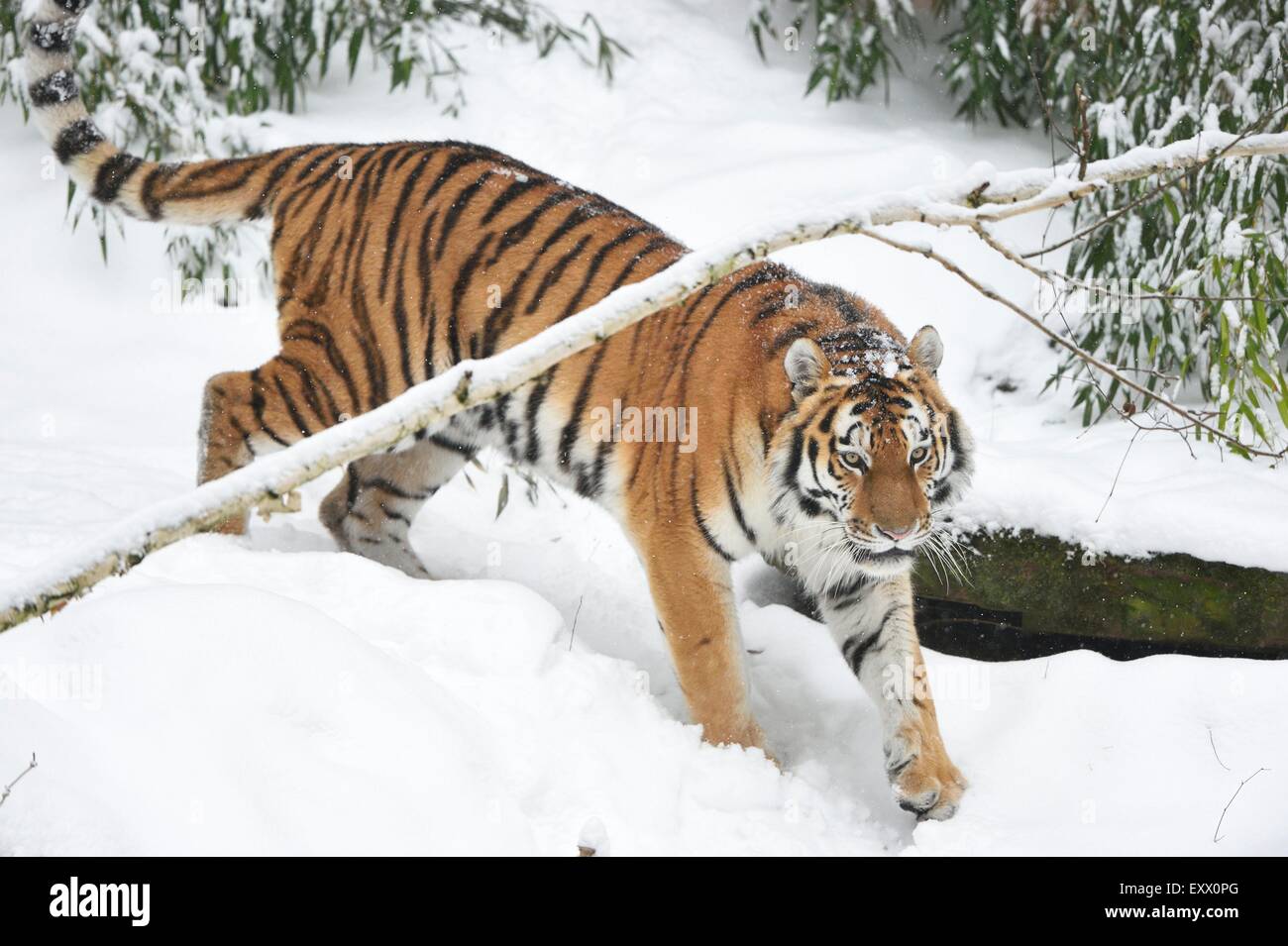 Siberian tiger in winter Stock Photo - Alamy