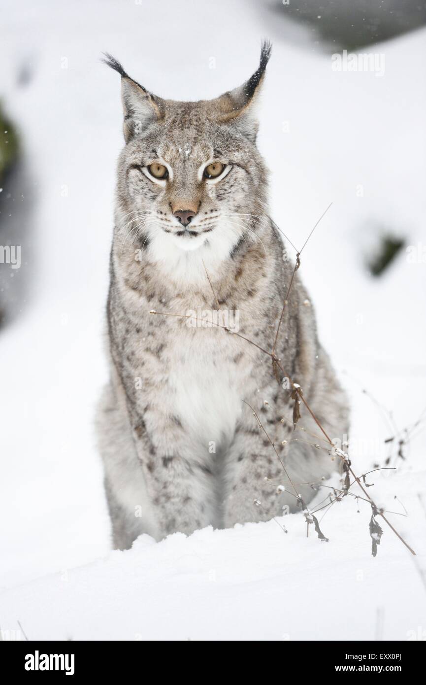 Lynx lynx hi-res stock photography and images - Alamy