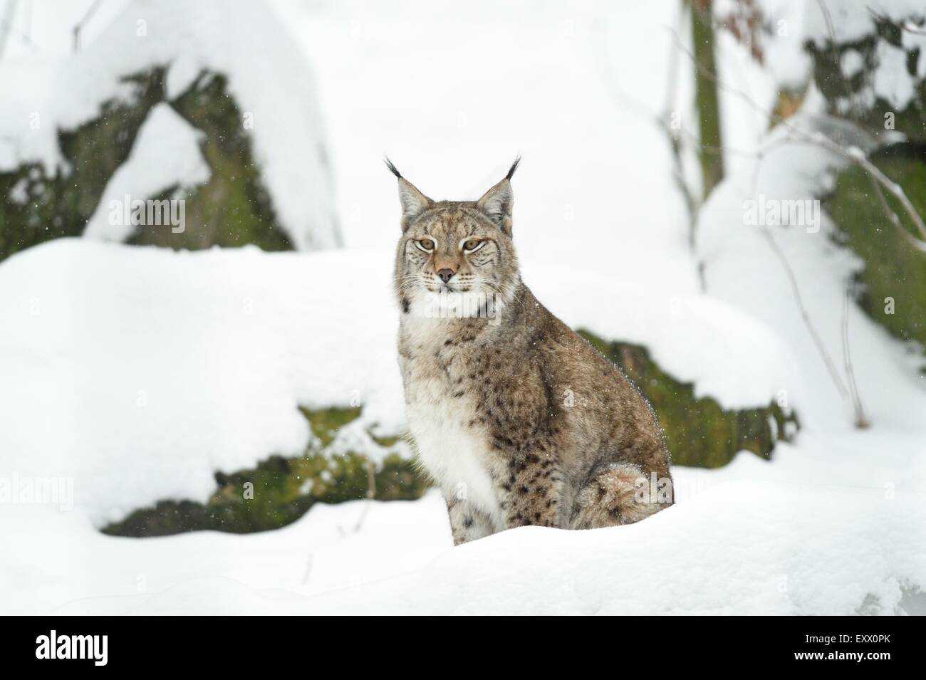 Eurasian lynx in winter Stock Photo - Alamy