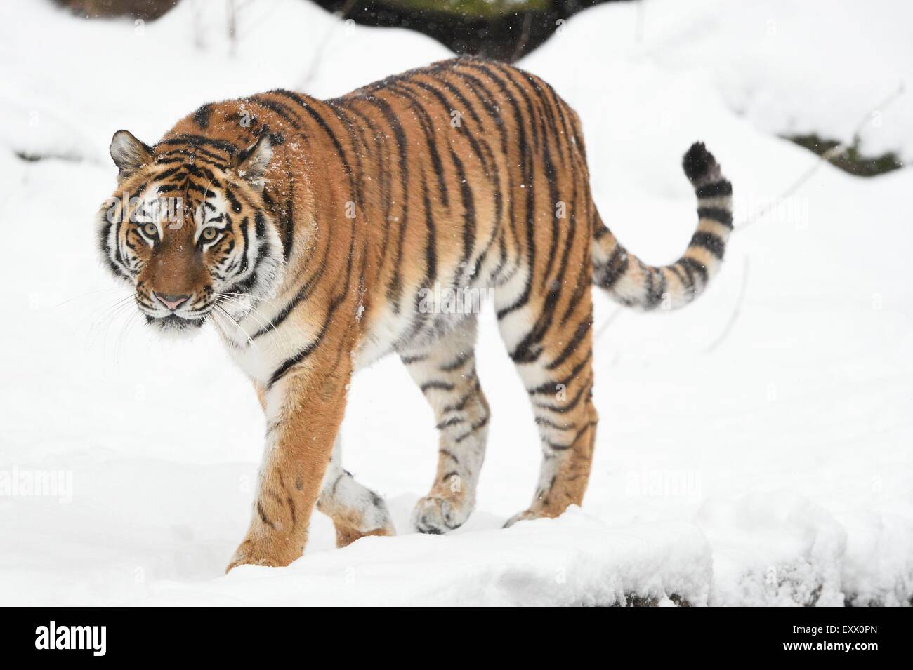 Siberian tiger in winter Stock Photo - Alamy