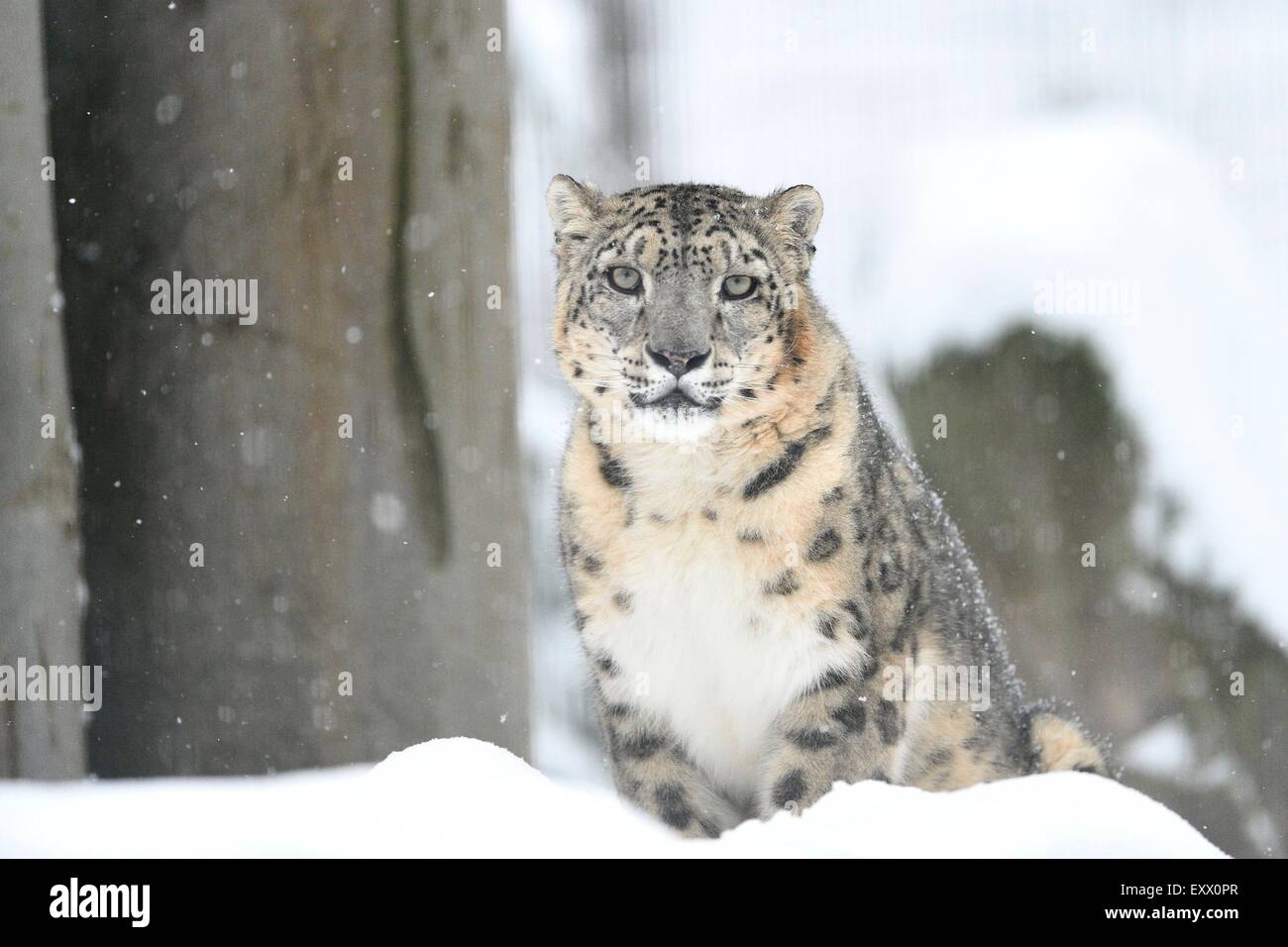 Snow leopard hi-res stock photography and images - Alamy