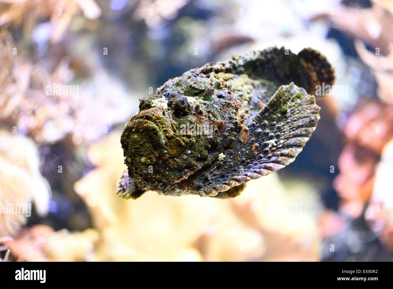 Stonefish High Resolution Stock Photography and Images - Alamy