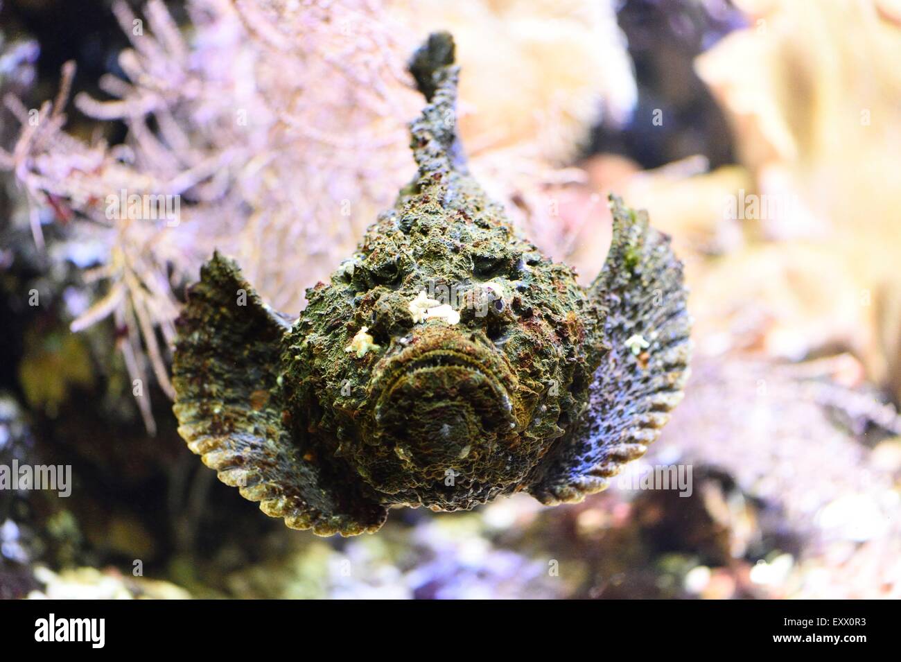 Stonefish in an aquarium Stock Photo - Alamy