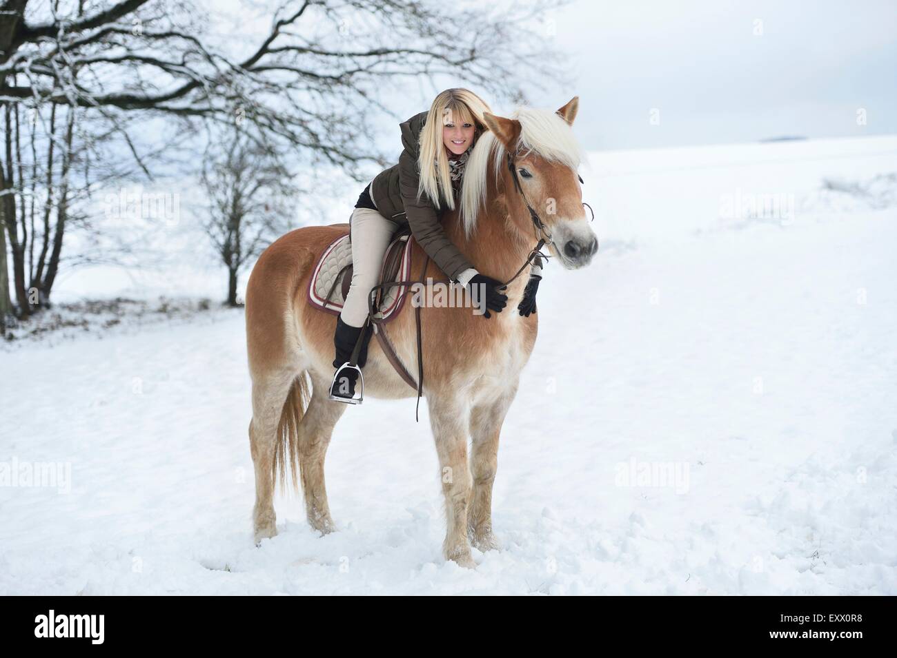 Young woman riding Haflinger horse in snow Stock Photo - Alamy